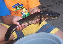 ikan gabus - Chess.com