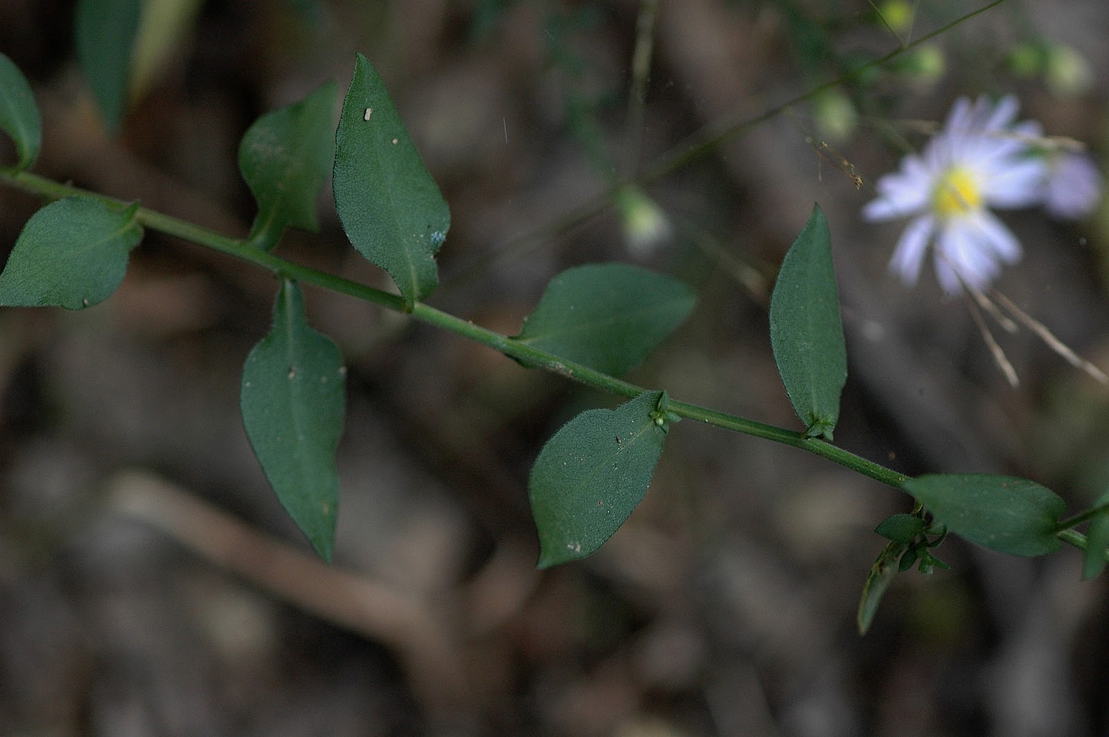 Field Biology in Southeastern Ohio: Some Ohio Asters