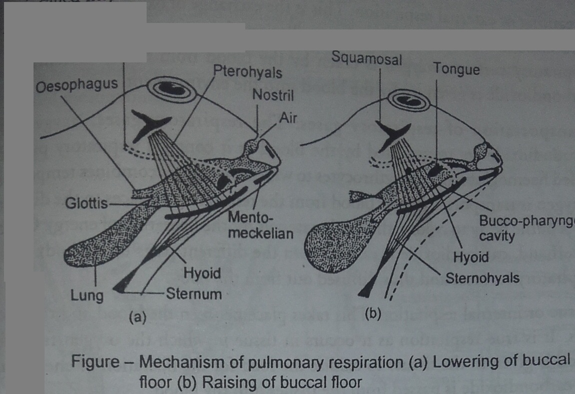 Zoology for higher secondary level: Frog: Respiratory System