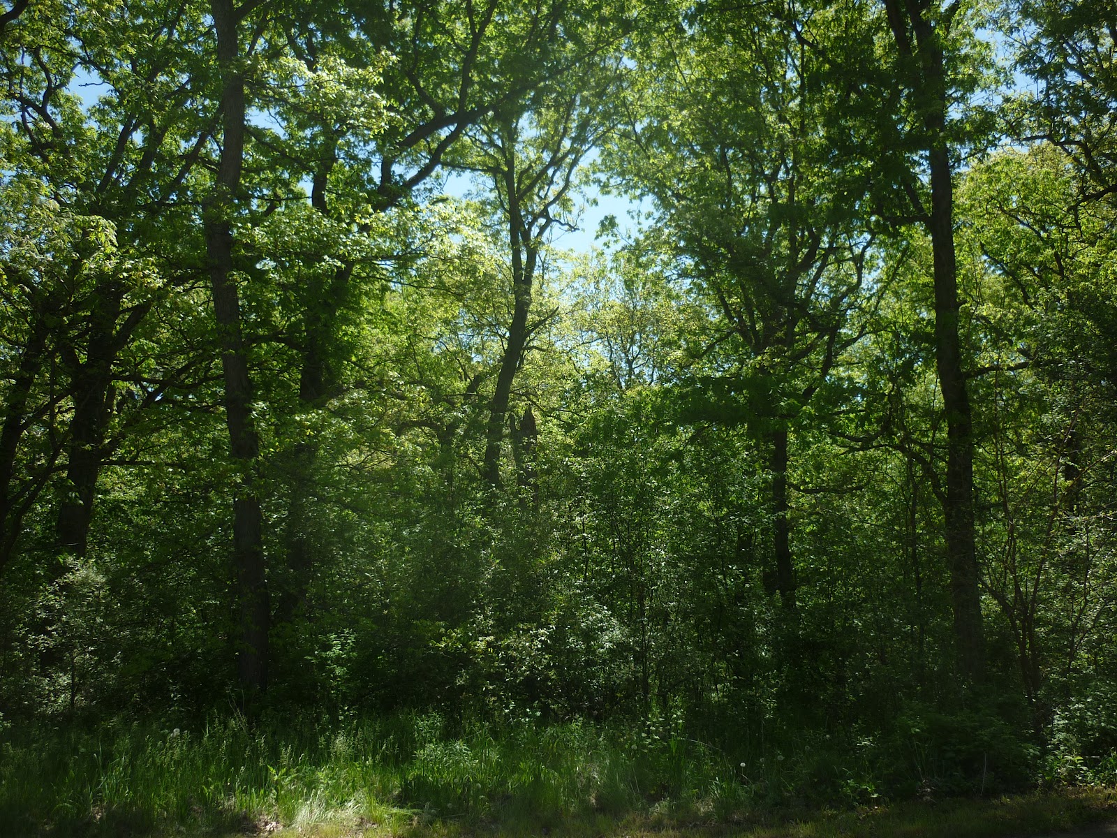 American voyages: Oak Savannas of Southeastern Michigan: A Reminder of ...