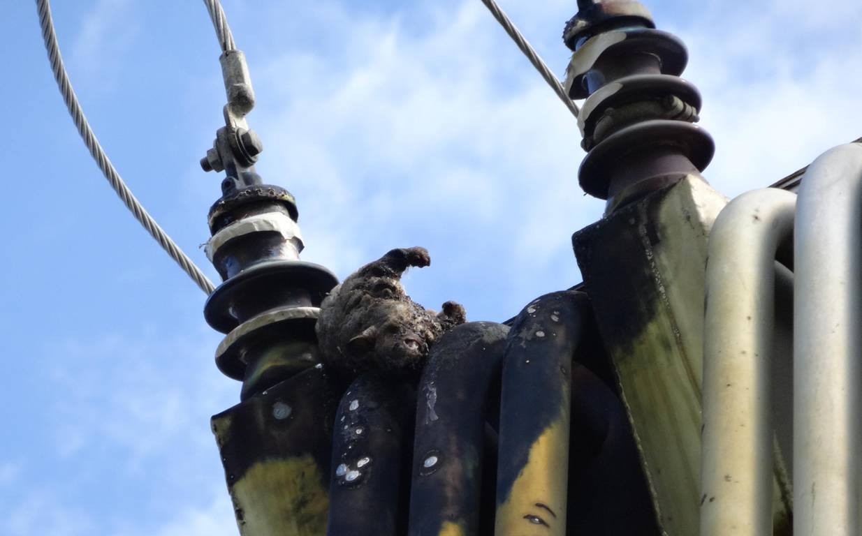 Kentucky Fried Possum. | Ian Short