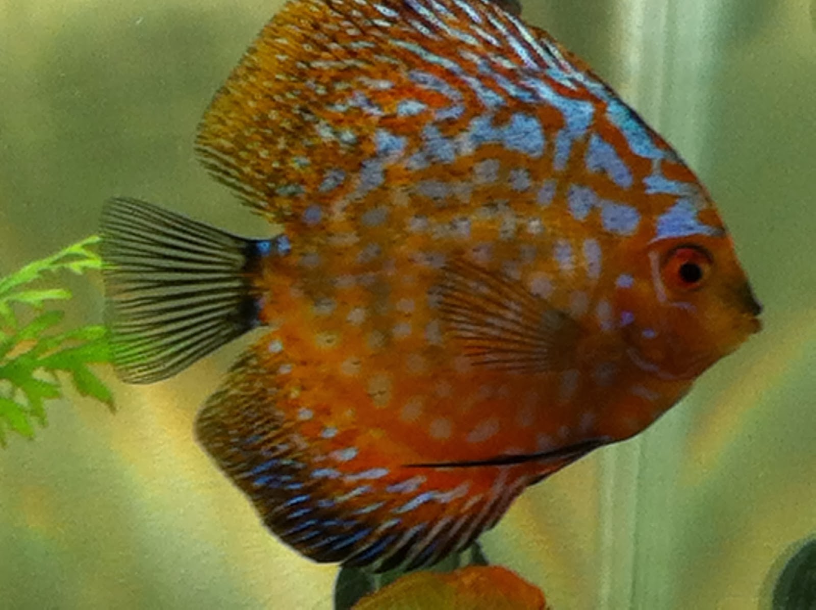 Blog do pescador .: Como cuidar do seu Acará Disco (Symphysodon Discus)