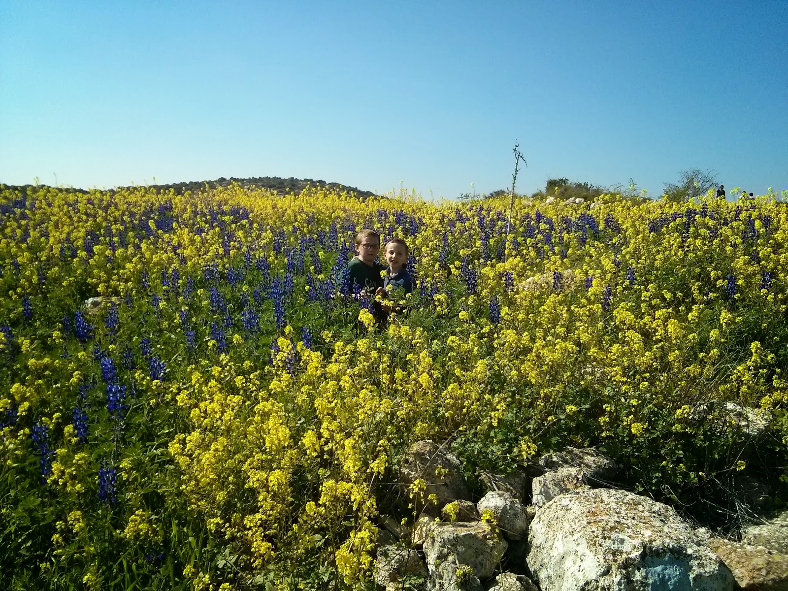 Life in Israel: Tiyul: Tel Soche, Givat HaTurmusin, Lupine Hill