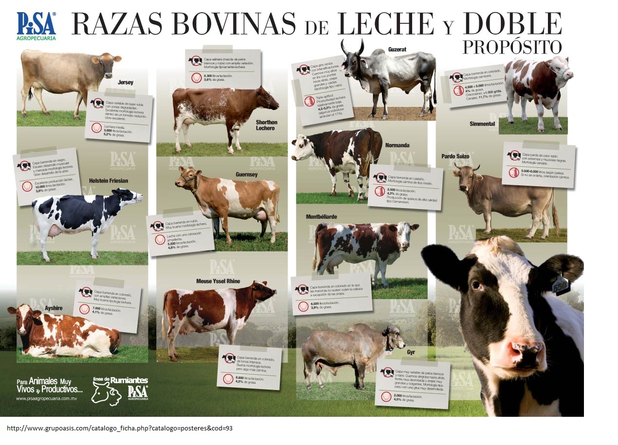 El lugar de origen de algunas razas de vacas lecheras
