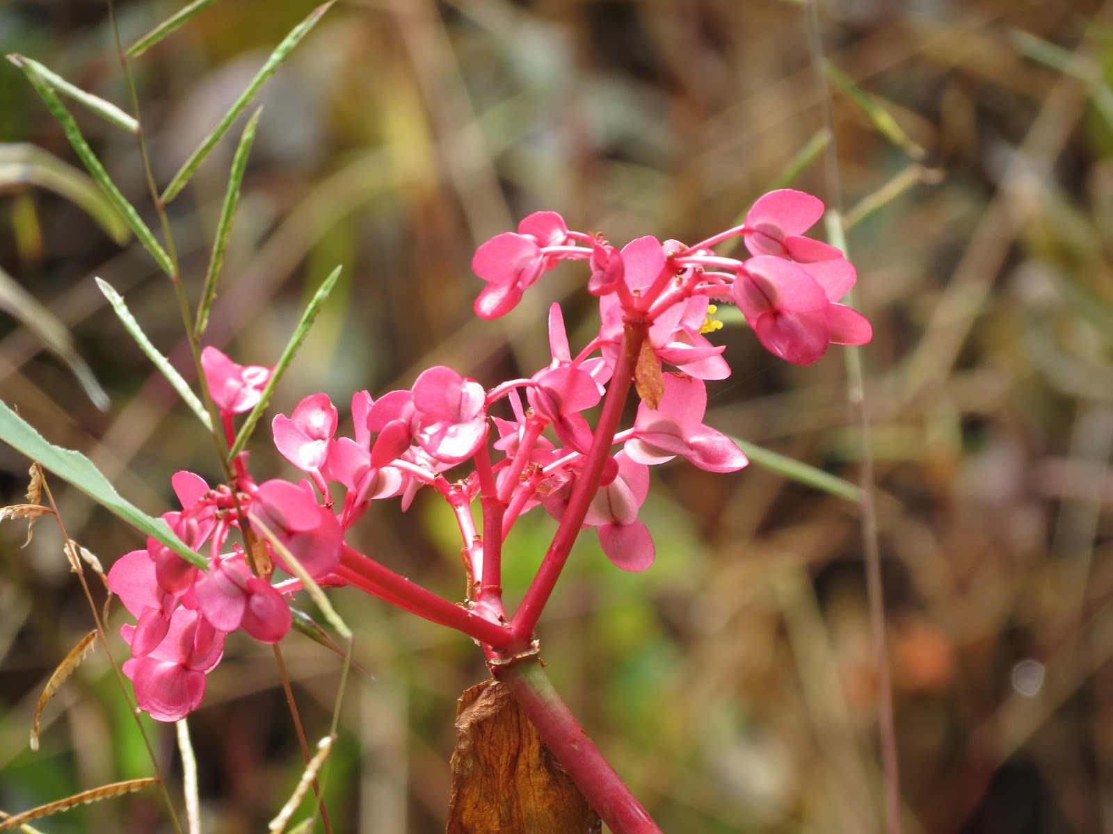 Mythistical: Flowers Of Peru