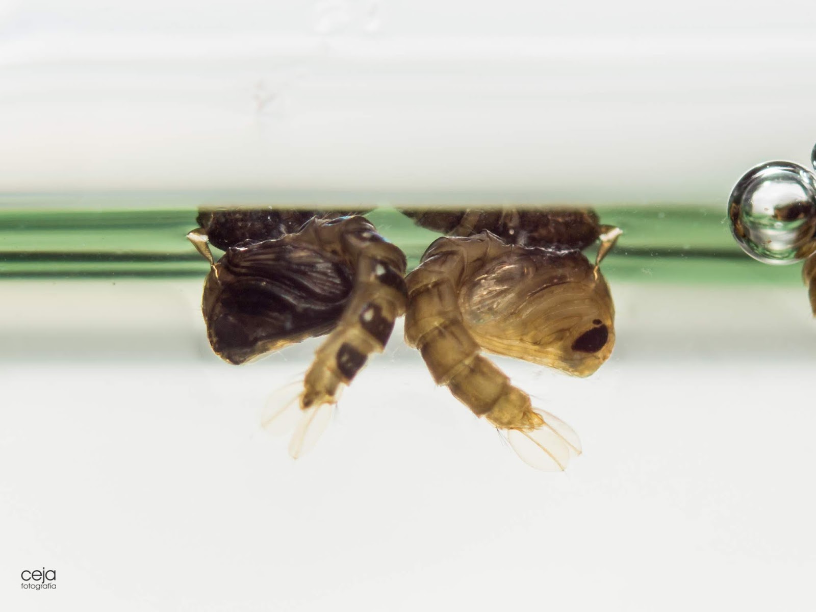 CEJA | Fotografía: Mosco del Dengue - Yellow fever mosquito (Aedes aegypti)