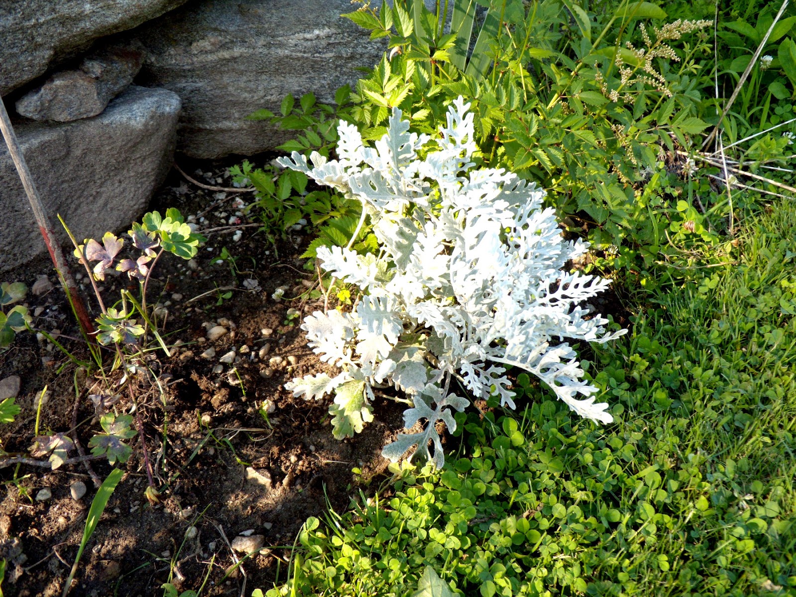 Weeds and Wisdom: Gray in the Garden