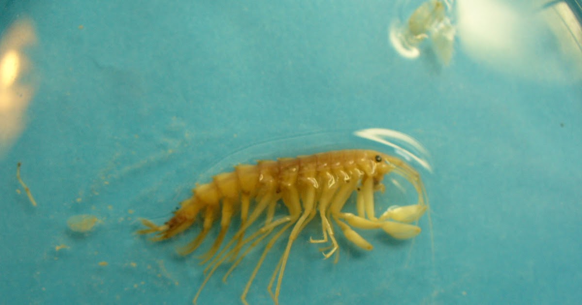 Variety of Life: Gammaroidea