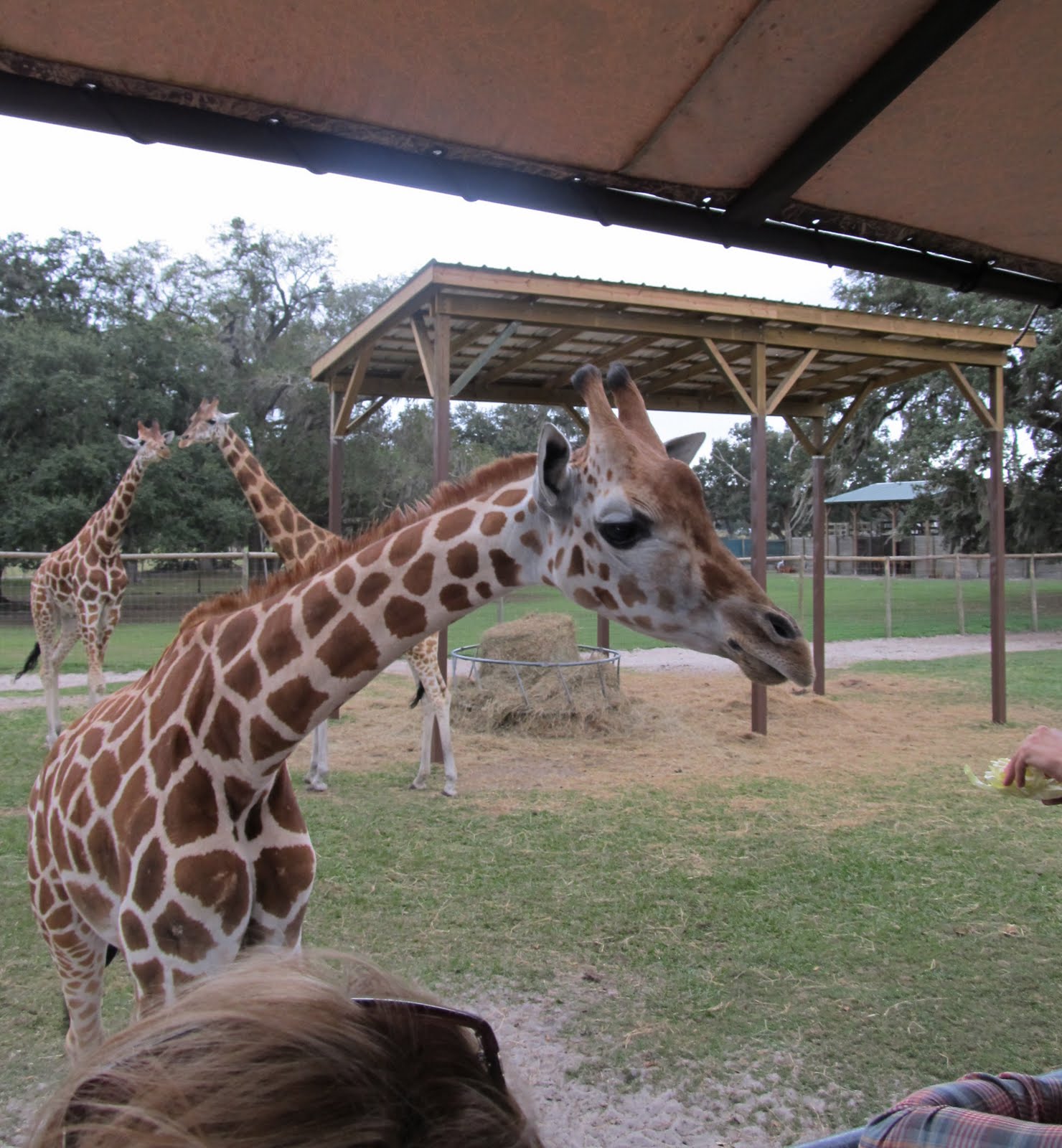 Sassytrash: A delightful backroads discovery....Giraffe Ranch eco-adventure