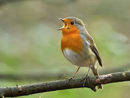 What 's a ROBIN in Spanish?