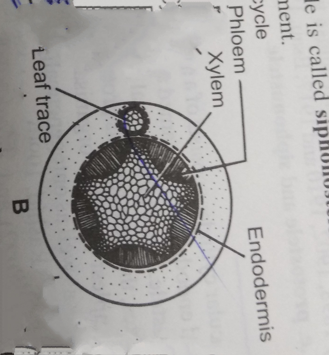 Department of Botany, Girraj Govt. College: Stelar Evolution in ...