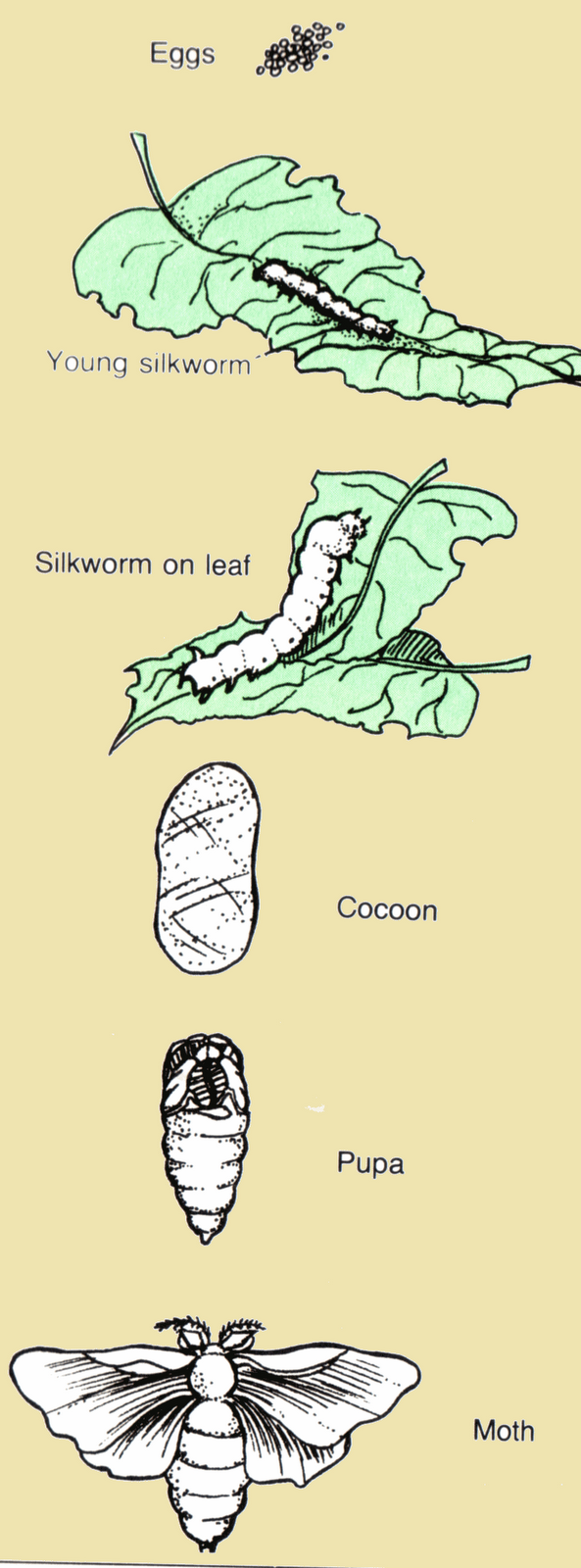 Silkworm Facts- Amazing Facts - Ask My Brain - Get More Knowlege