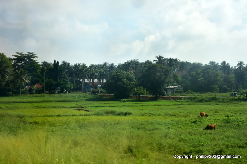 philipveerasingam: Between Veyangoda and Mirigama, Sri Lanka.