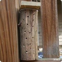 JeffCo Master Gardeners: Build a Bee Condo! By Donna Duffy