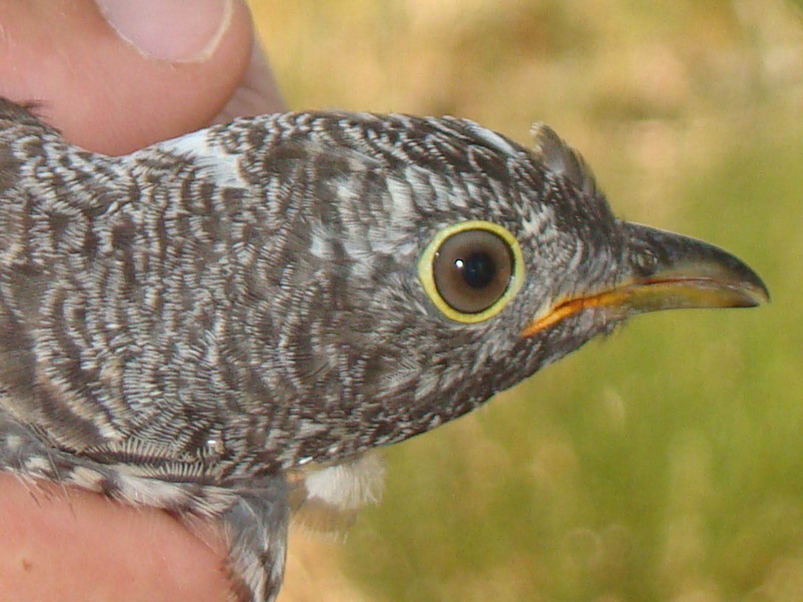 Espécie do mês de Agosto: Cuco-canoro