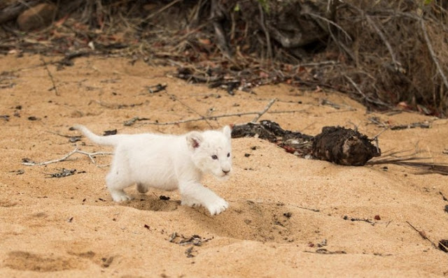 White Wolf : Rare leucistic white lion cub spotted in the wild