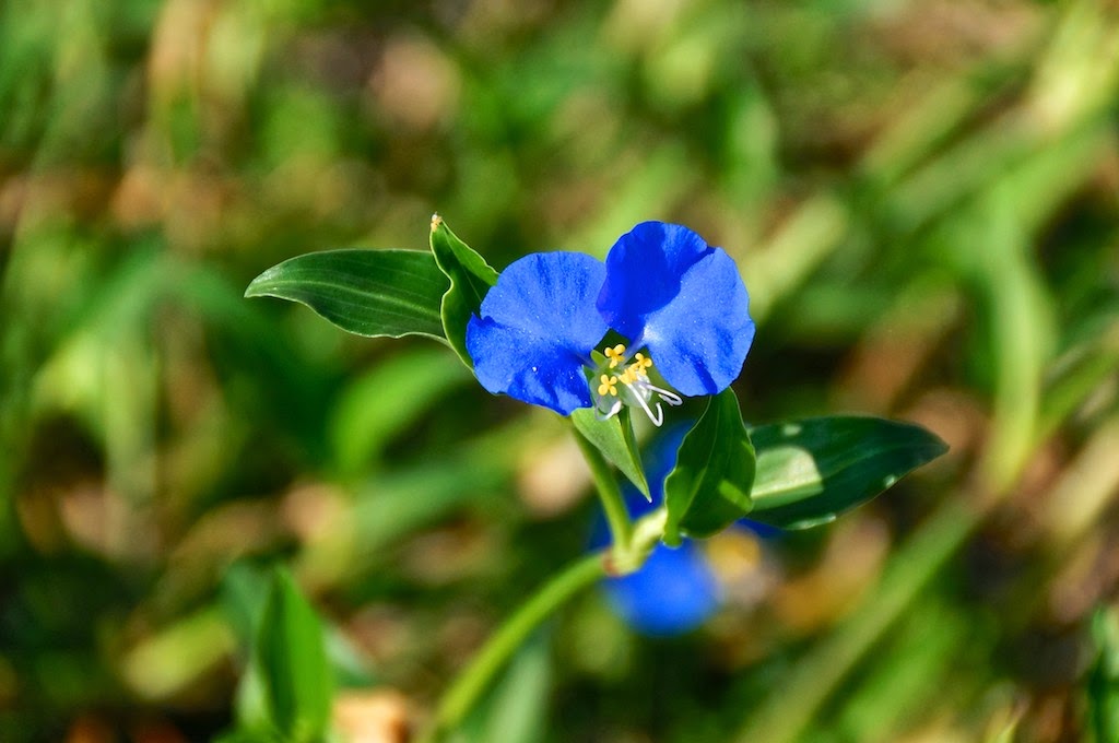Flora de Puerto Rico Ilustrada Papo Vives: COMMELINACEAE-COMMELINA ...