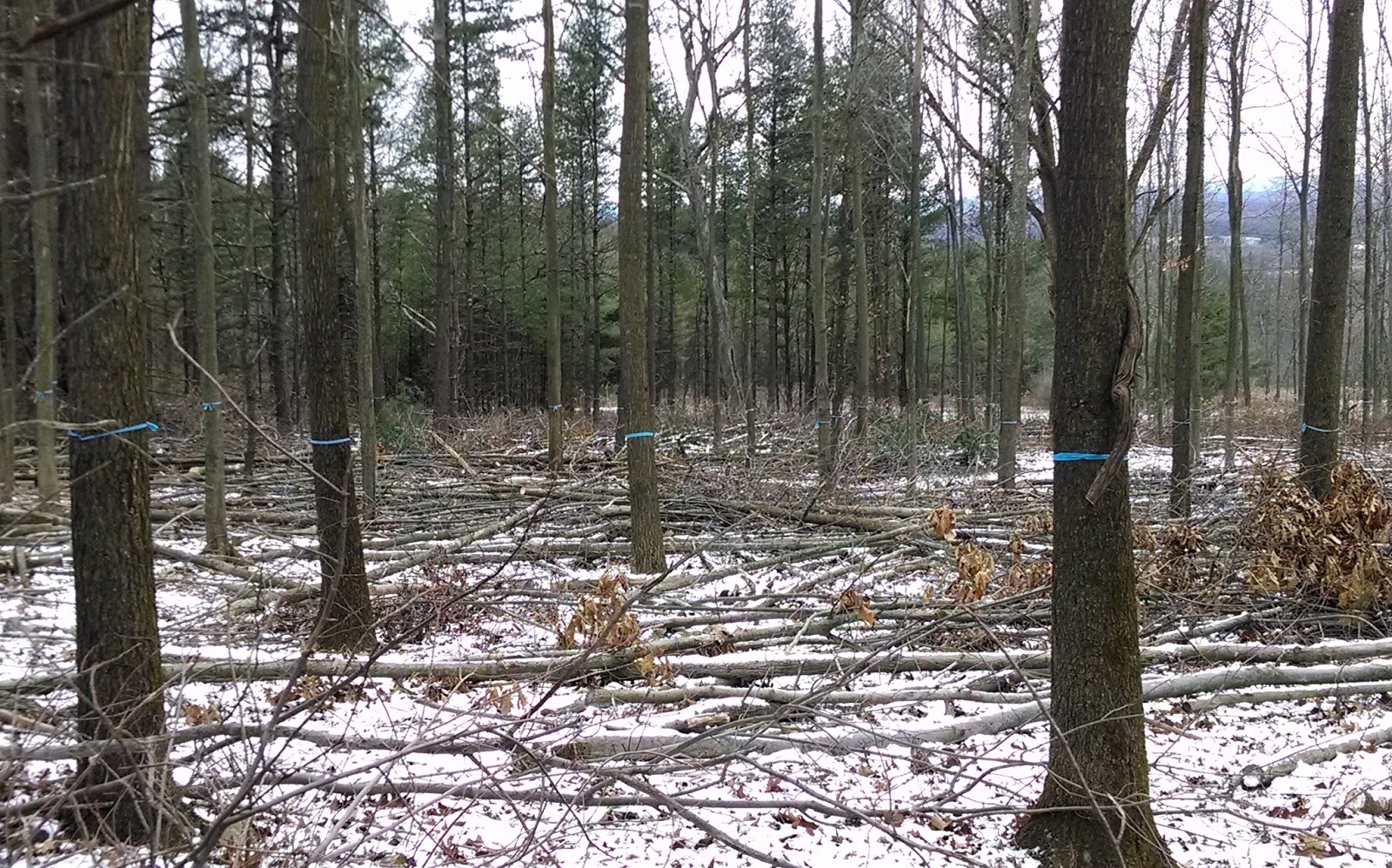 Central Pennsylvania Forestry: Creating Healthy Woods and Improved Deer ...