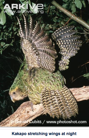 AUSTRALIAN FANTASY ADVENTURES: THIS POST IS DEFINITELY FOR THE BIRDS!