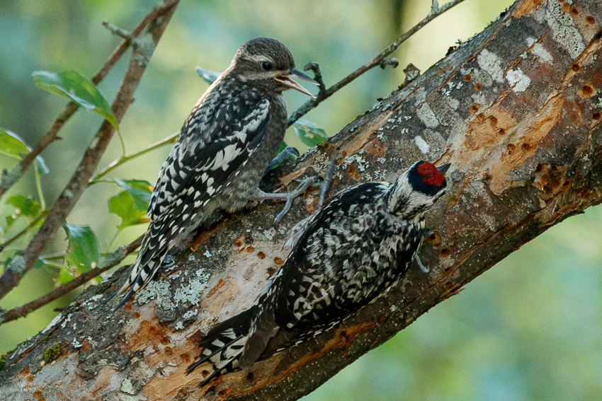 Yellow Bellied Sapsucker Baby