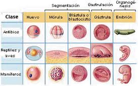 Biologia.: Mireya Collaguazo