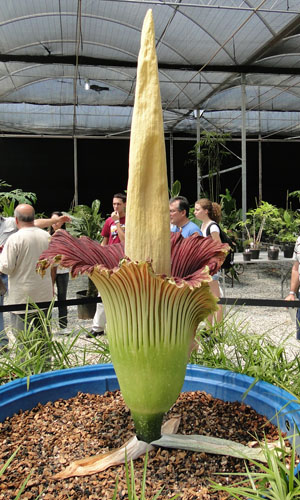 flores exóticas: Flor-cadáver (Amorphophallus titanum)