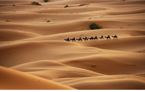 Desert Ecosystem - EducatioN