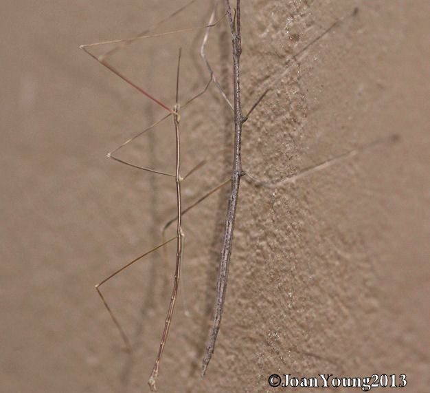 South African Photographs: Grass Stick Insect (Maransis trilineatus)