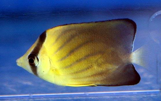 D' Ocean Aquarium: Ikan Kepe kepe (Butterfly Fish)