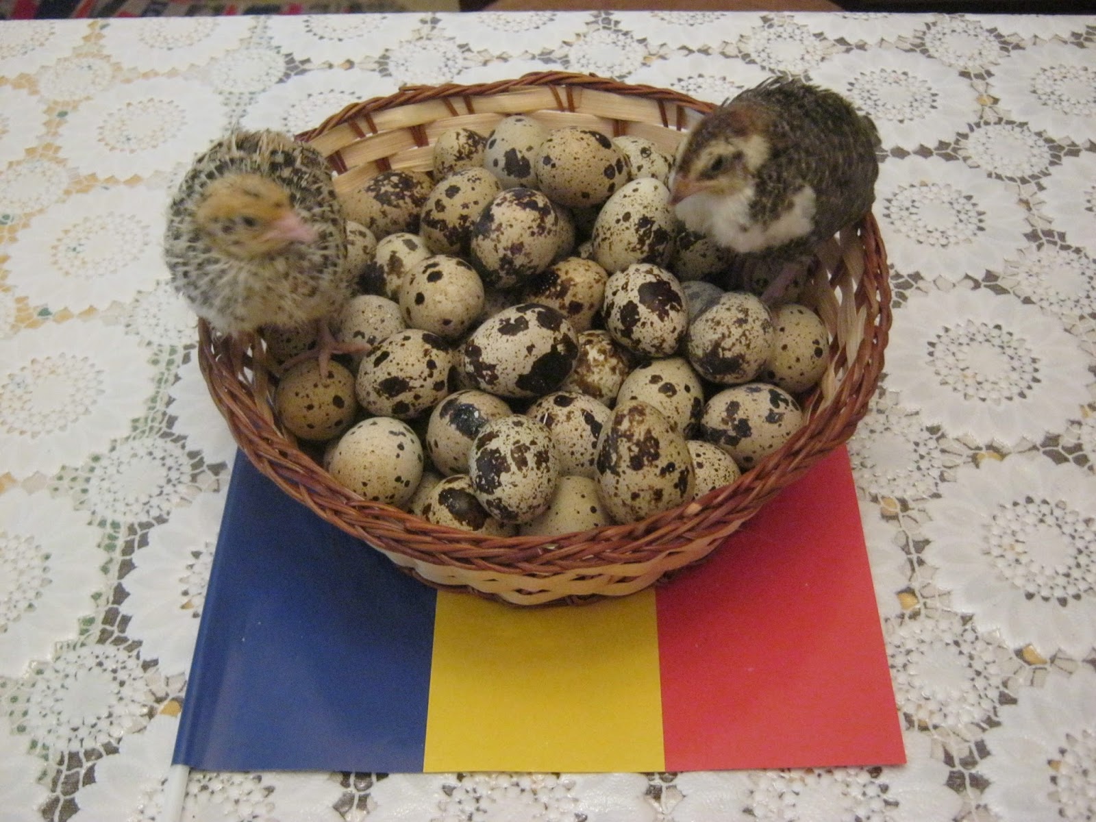 Microferma de Prepelite: Produse Microferma Prepelite Brasov