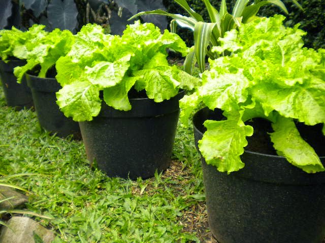 AgroPlus Media: TAMAN SAYUR DI LAHAN MINIMALIS