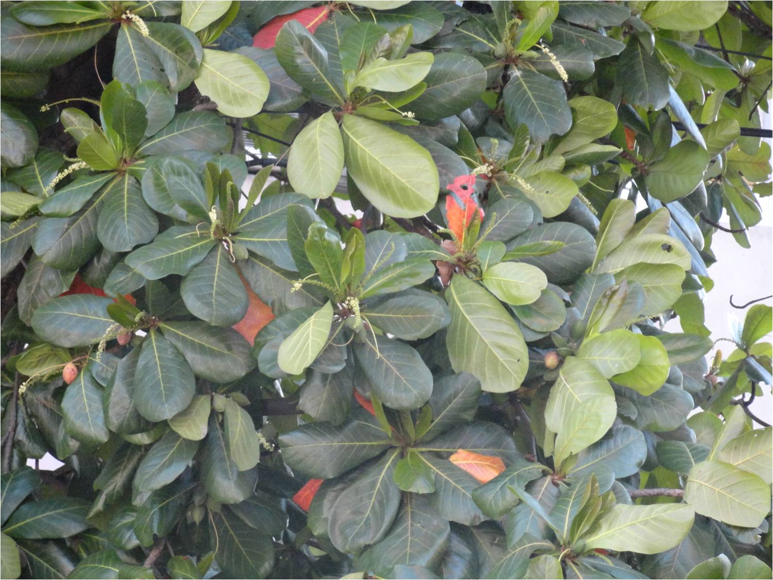 La Doctora De Las Plantas: Almendrón: Terminalia catappa. Árbol de ...