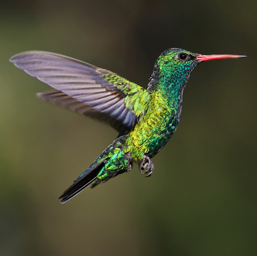 Las Aves que Viven en Chile: Picaflores y Colibríes en Chile y ...