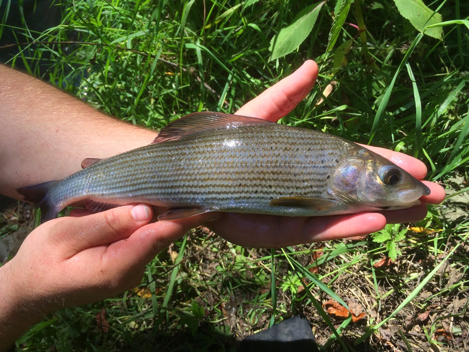 Danny's Angling Blog: River Dane Fishing: Perch Heaven and Exploration
