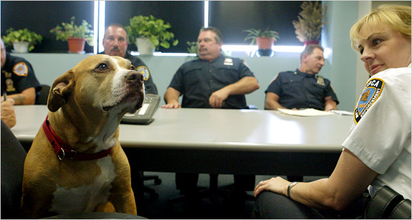 aspca nyc | yusufsbs