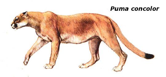 Argentina nativa: Puma (Puma concolor)