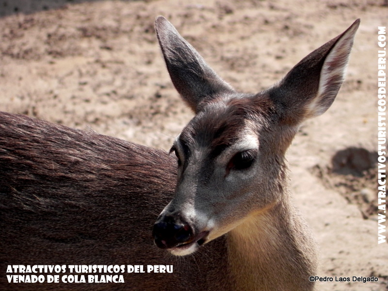 Venado de Cola Blanca, Cultura Prehispánica | Atractivos Turísticos del ...
