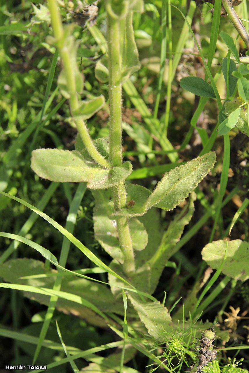 Flora Bonaerense: (Senecio selloi)