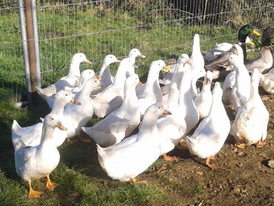 Penternakan Itik ~ Cherry Valley Duck Farm