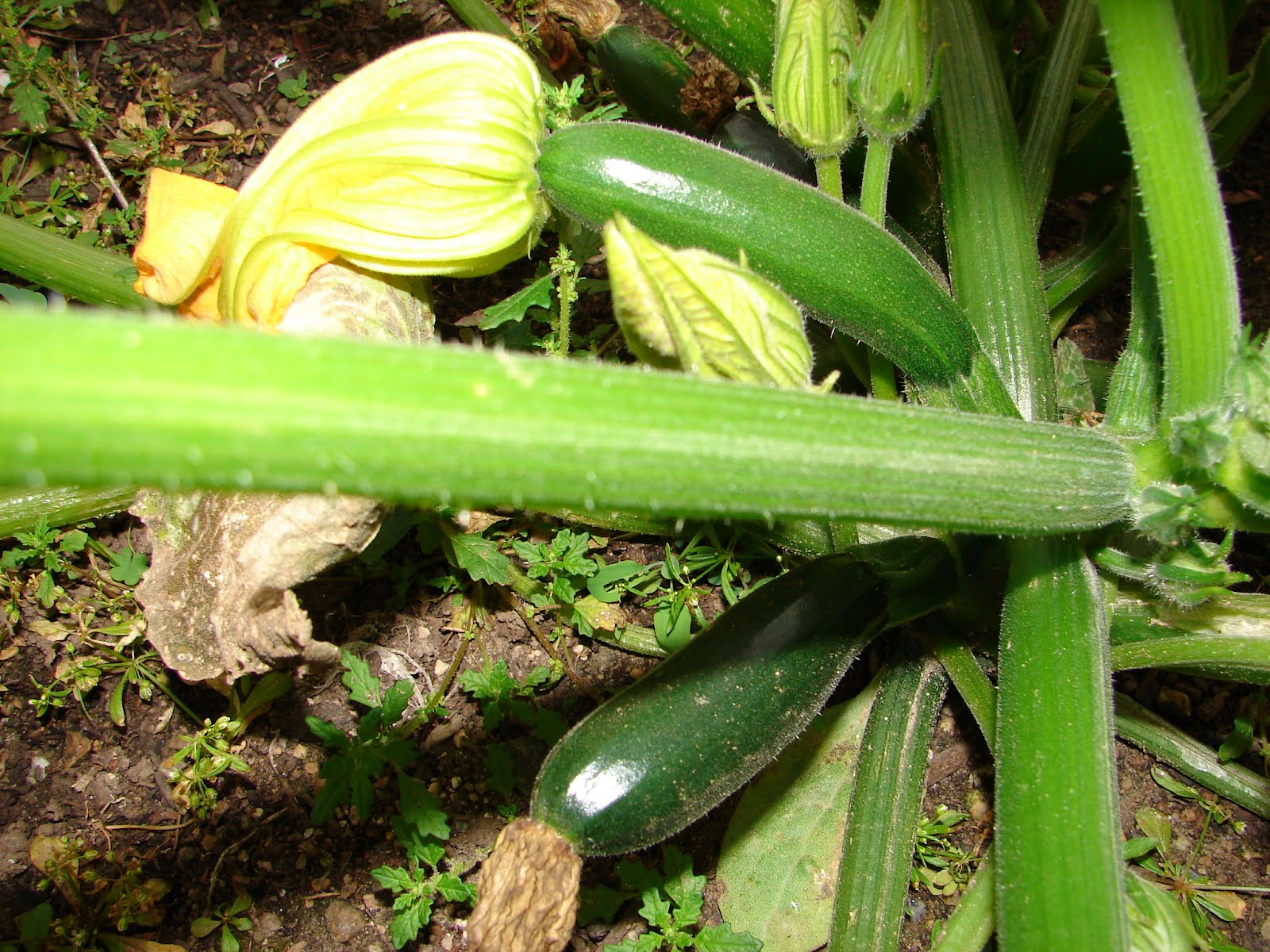 One Love Farm: Zucchini