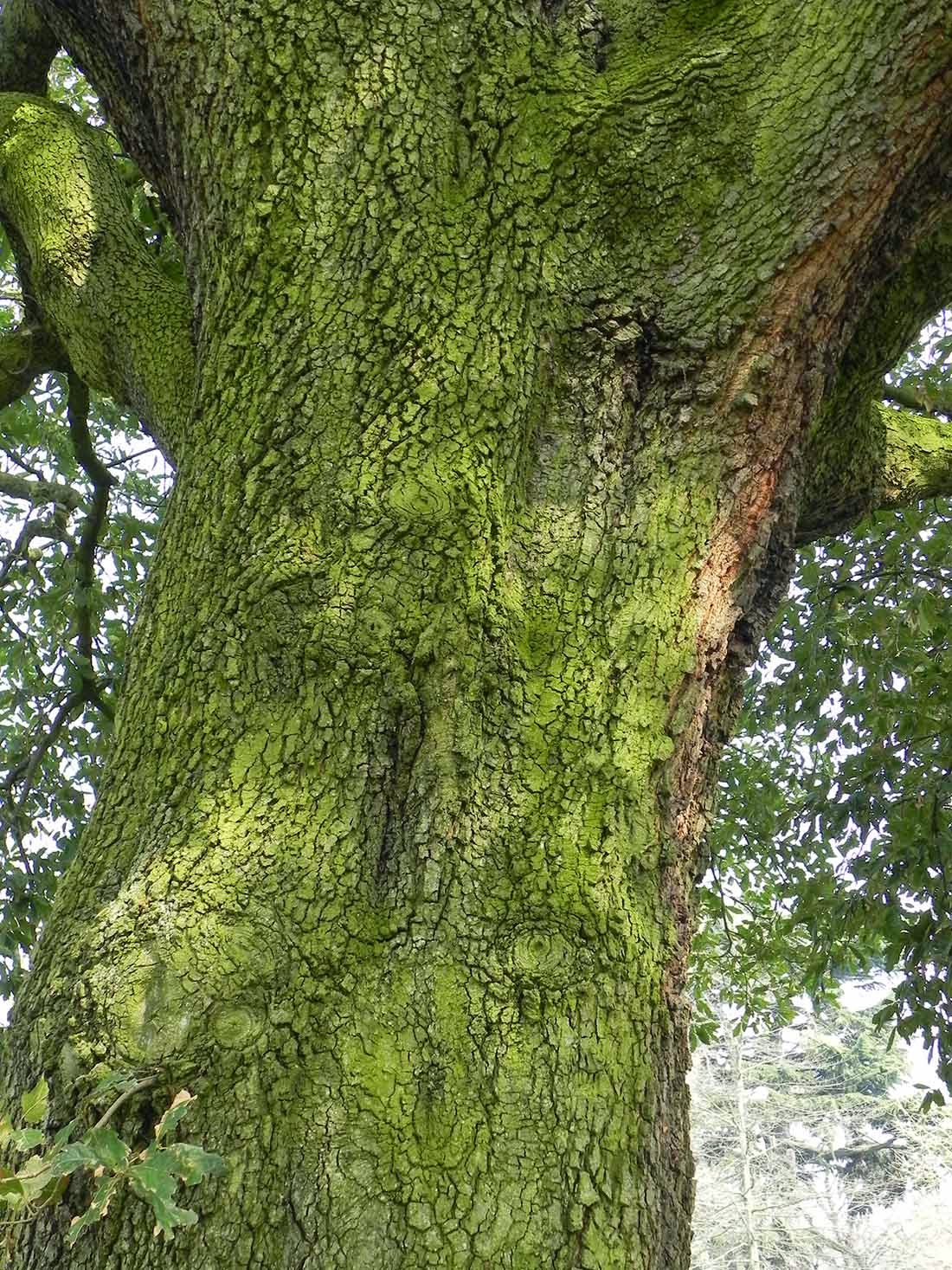 Á R B O L E S (T R E E S) y P A L M E R A S (P A L M S): Quercus X ...