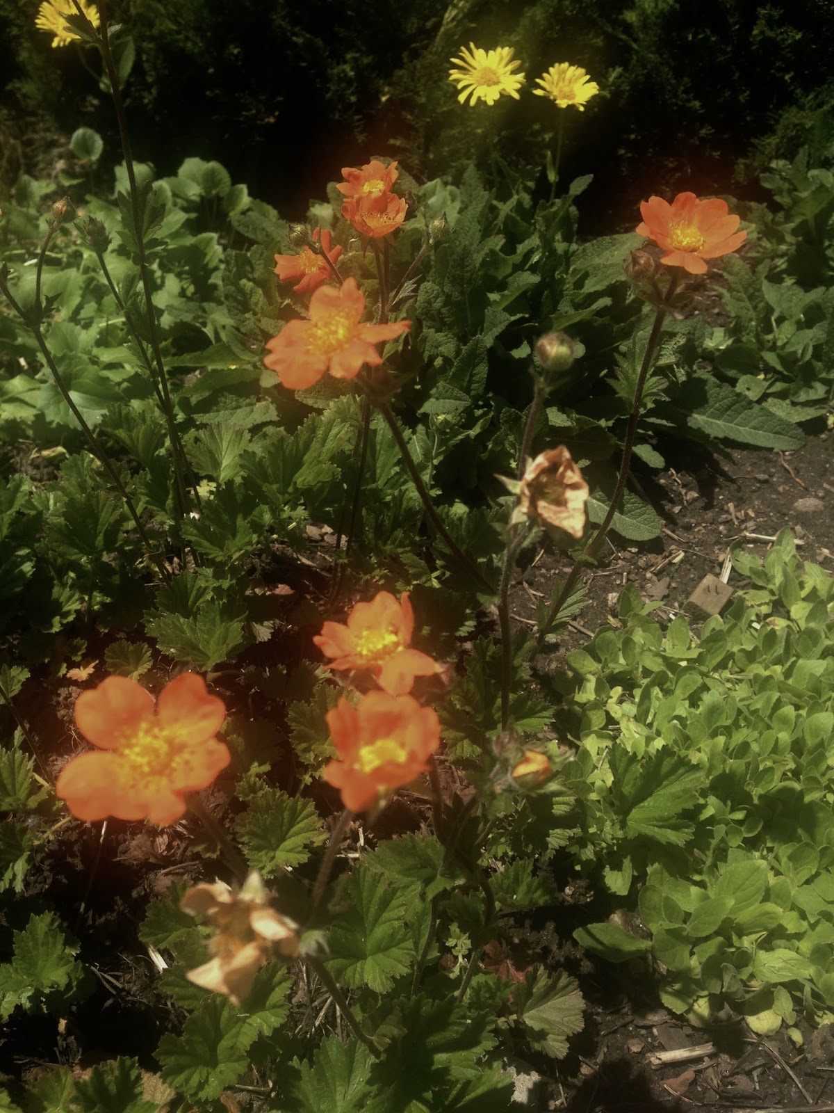 Amy's Creative Pursuits: The Beautiful Spring Blooms of Vail, Colorado