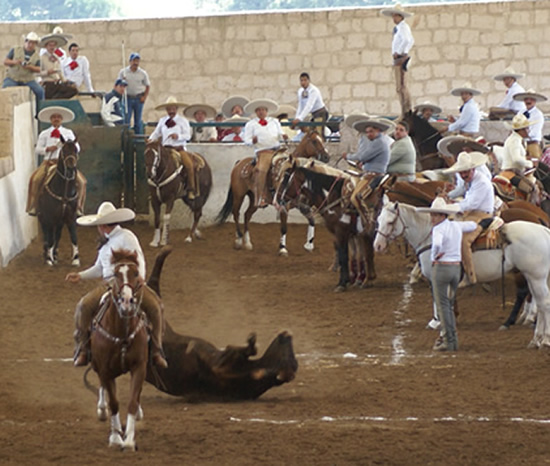 Pialadero y Coleadero de Excelencia ~ Informanet
