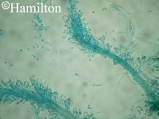 Basic Concept of Invertebrate Zoology Knowledge: Classification of ...