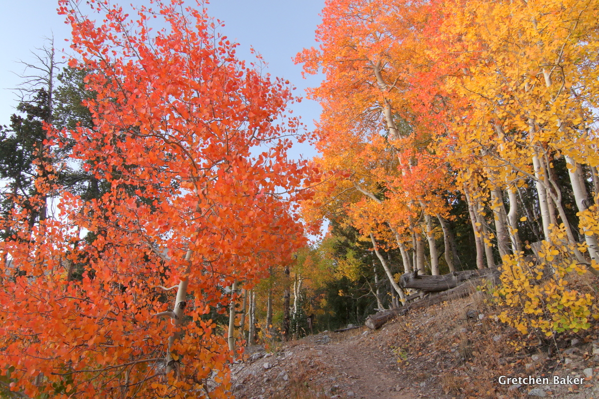 Desert Survivor: Fantastic Fall Colors