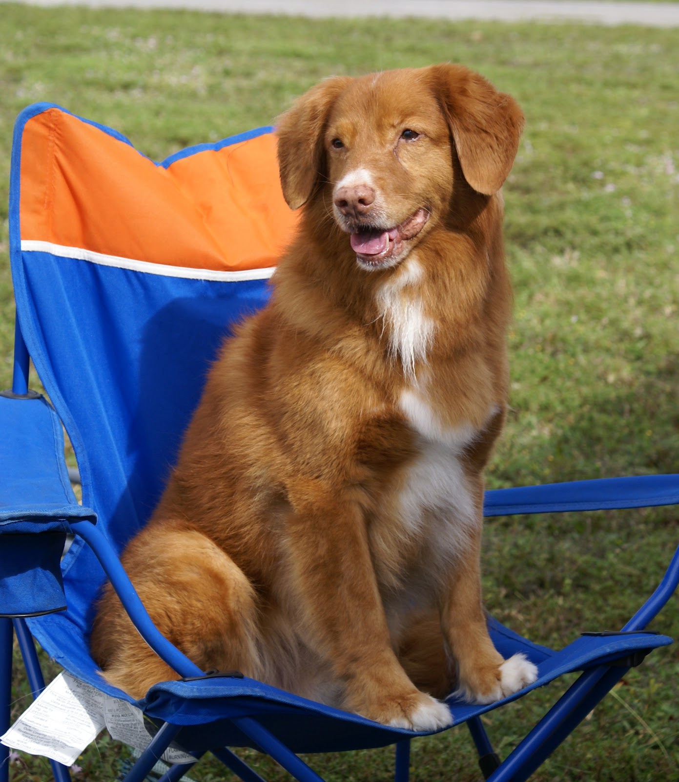 Nova Scotia Duck Toller Puppies: May 2012