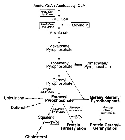 Pengertian Kolesterol ~ Kang Biology