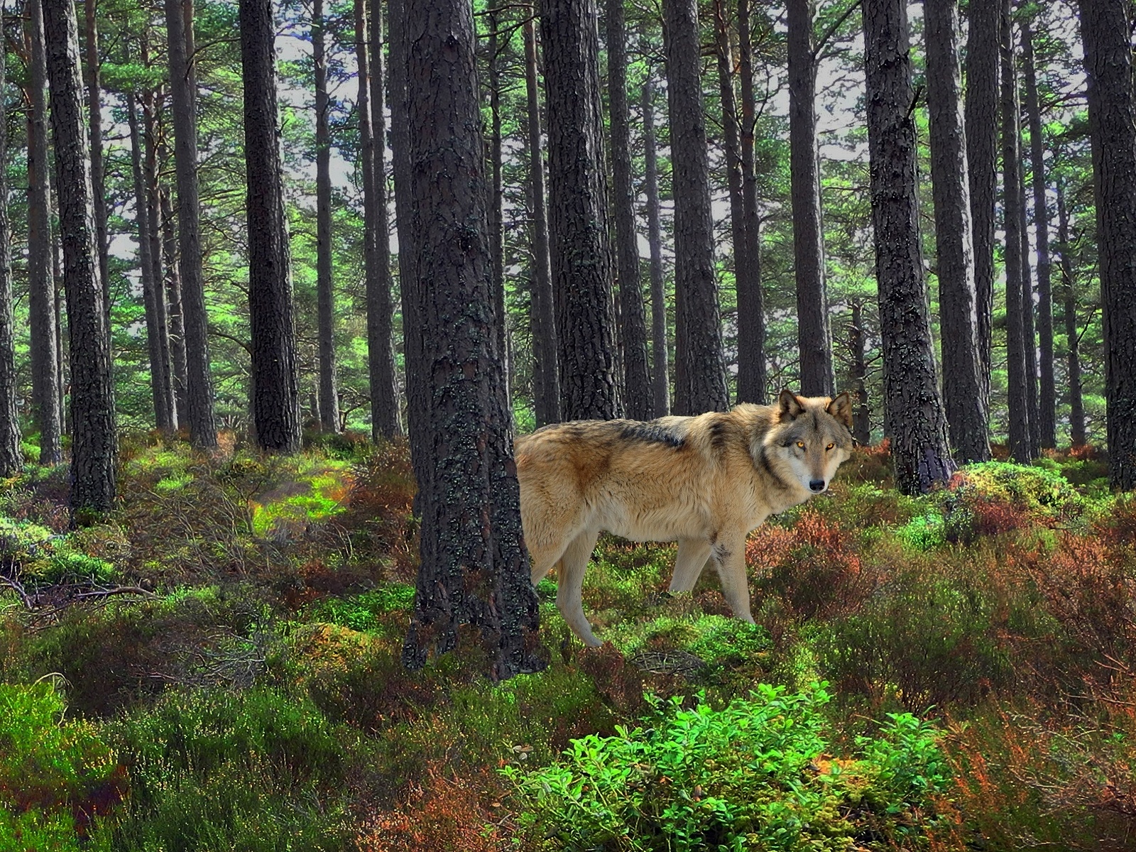Fotografías de feroces lobos en campo natural