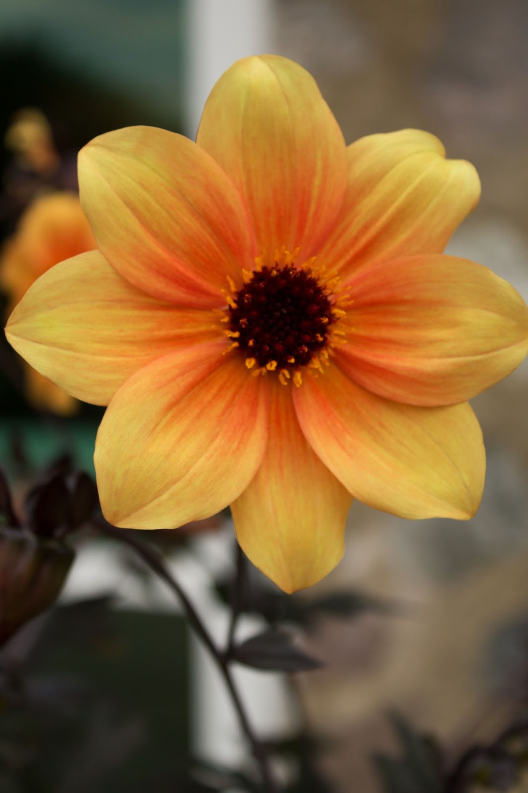 Midwestern City Girl: Favorite Flower #1: The Dahlia
