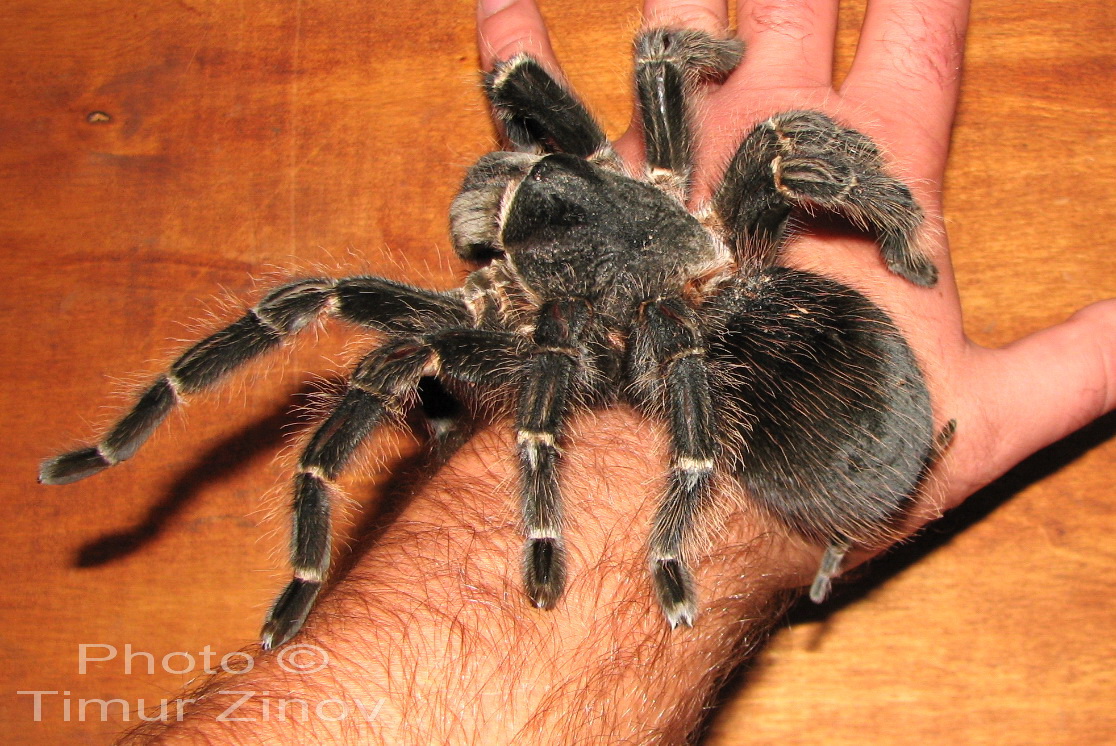 МИР ПАУКОВ: Lasiodora spp.